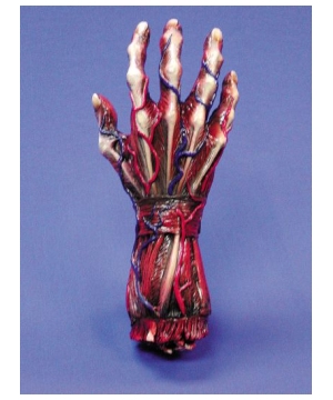 Skinned Right Hand - Halloween Props & Decoration