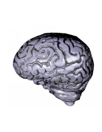 Brain-human Grey Prop - Halloween Props